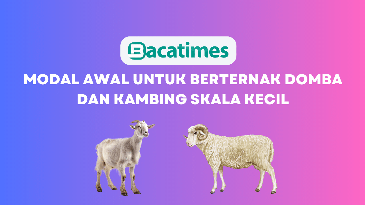 Modal Awal Untuk Berternak Domba dan Kambing Skala Kecil | Baca Times Modal Awal Untuk Berternak Domba dan Kambing Skala Kecil | Baca Times